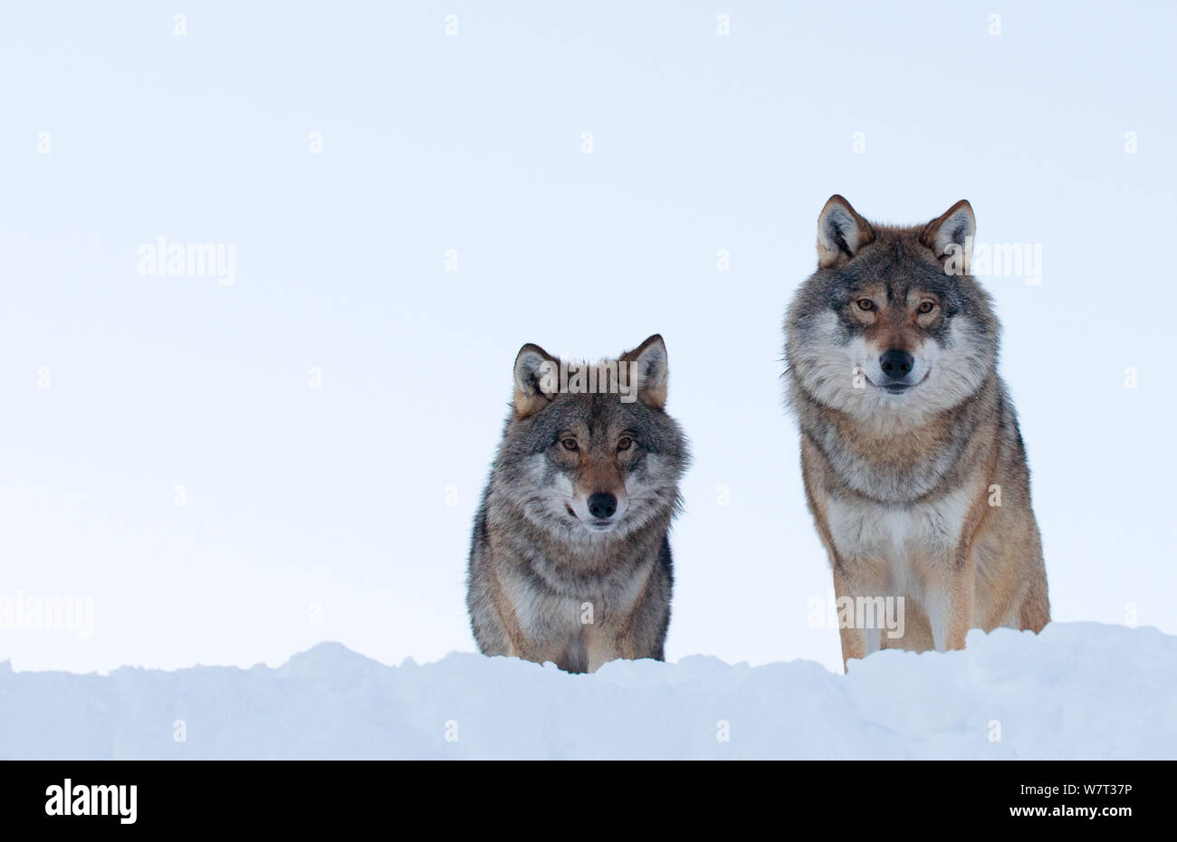 Two European grey wolves (Canis lupus), captive, Norway, February Stock ...