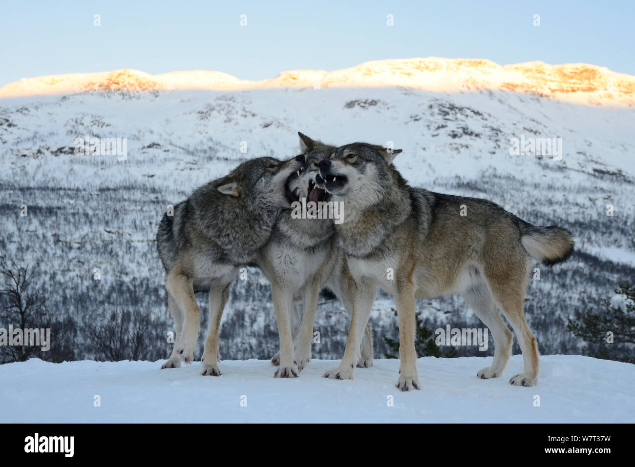 Three European grey wolves (Canis lupus) interacting, captive, Norway ...