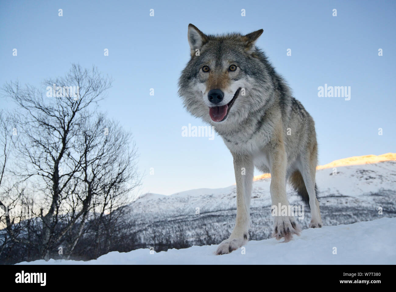 Wide angle close-up of a European grey wolf (Canis lupus) in landscape ...