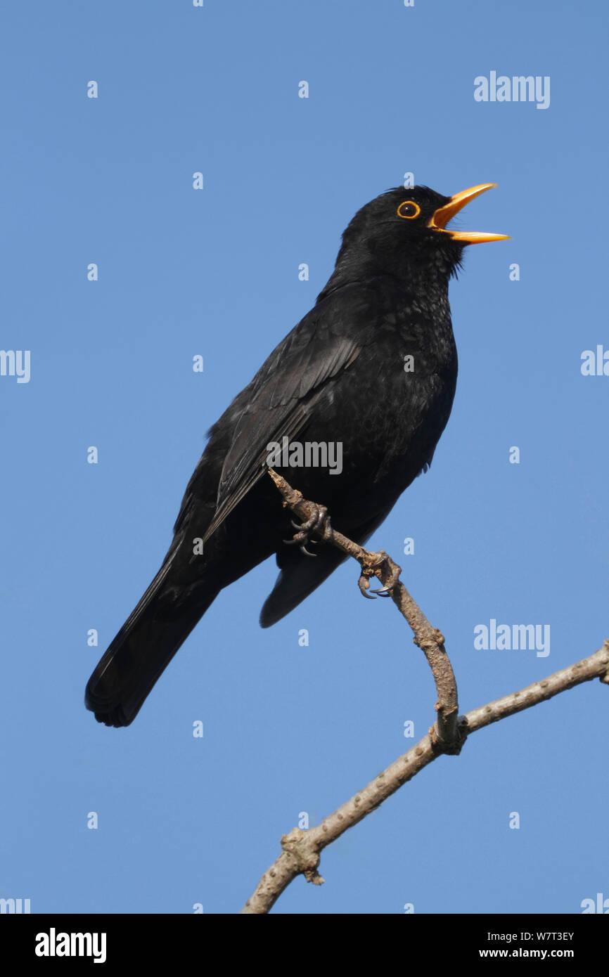 Blackbird (Turdus merula) singing high in a tree, Fareham, Hampshire ...