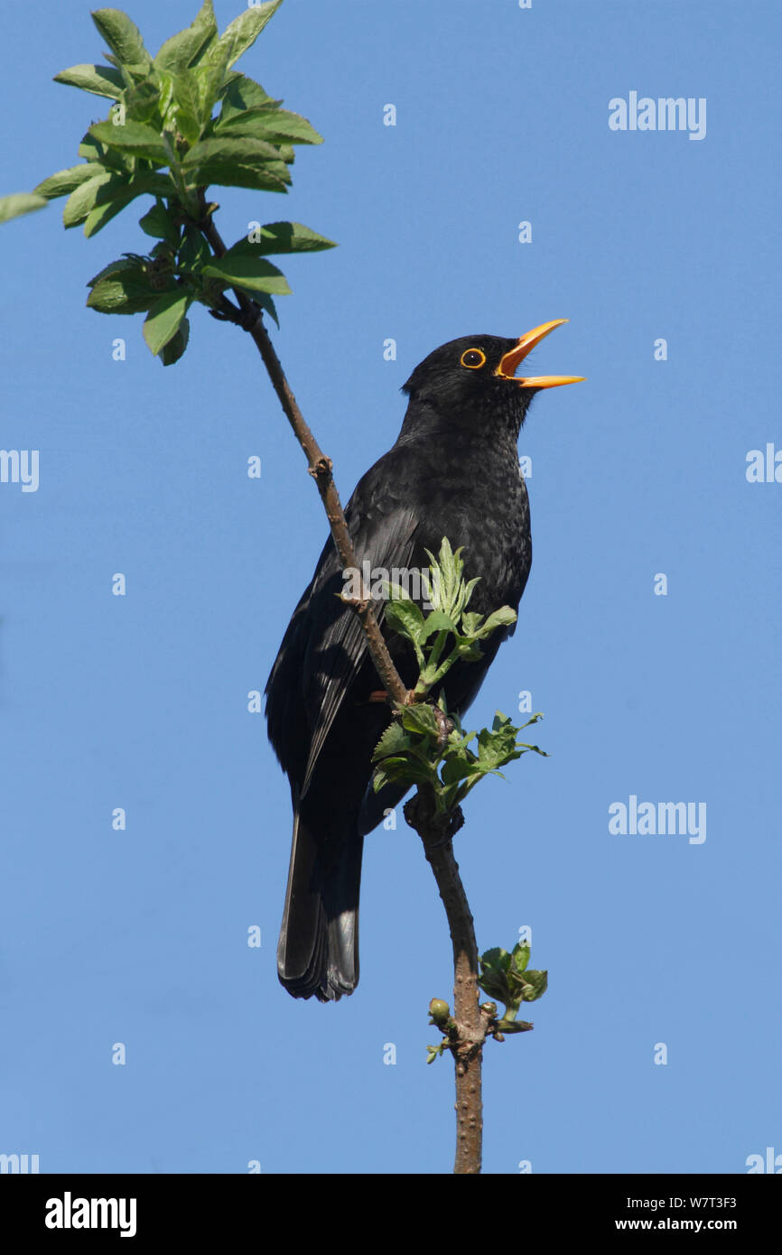 Blackbird (Turdus merula) singing high in a tree, Fareham, Hampshire ...