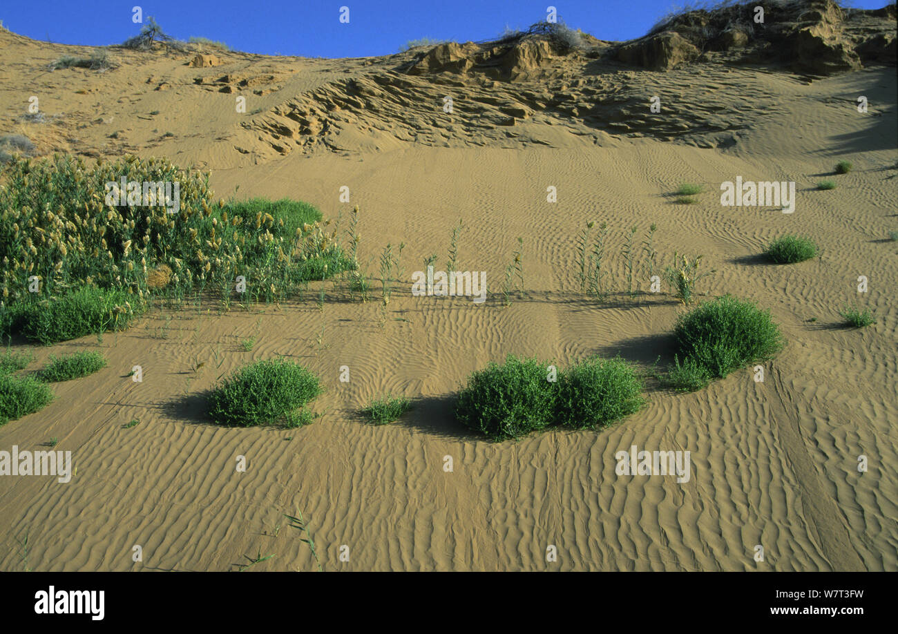 Turkmenistan sand hi-res stock photography and images - Alamy