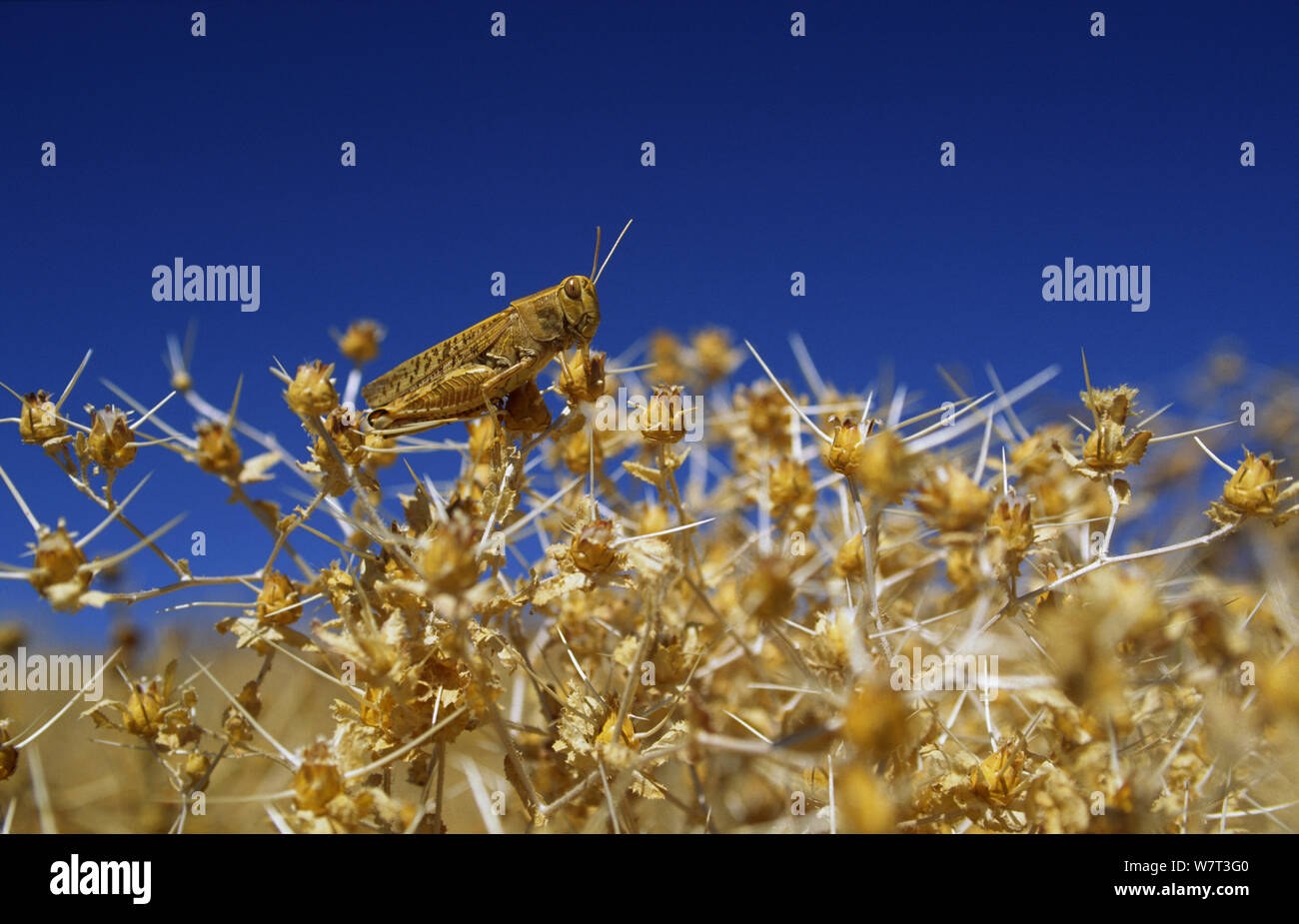 Locust (Acrididae) Badkhyz, South Turkmenistan Stock Photo - Alamy
