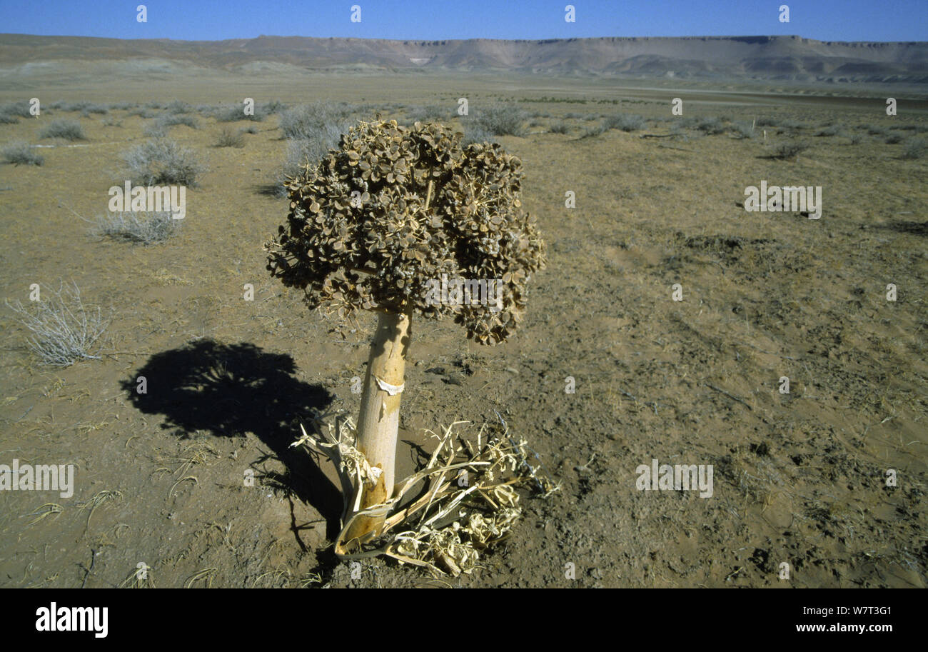 Giant fennel (Ferula badhysi) seed head, Badkhyz, South Turkmenistan ...