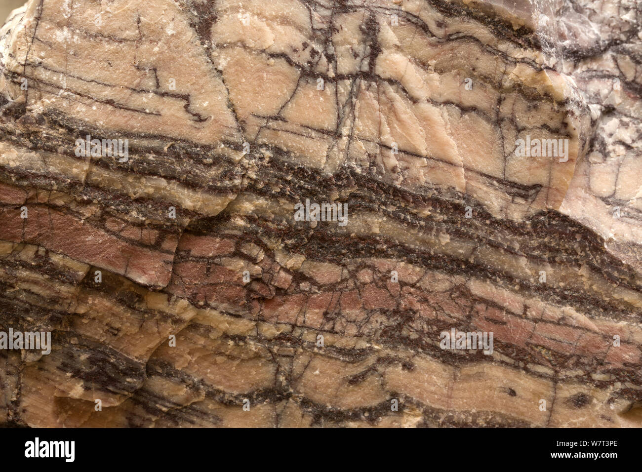 Dolomite Rock Fossil