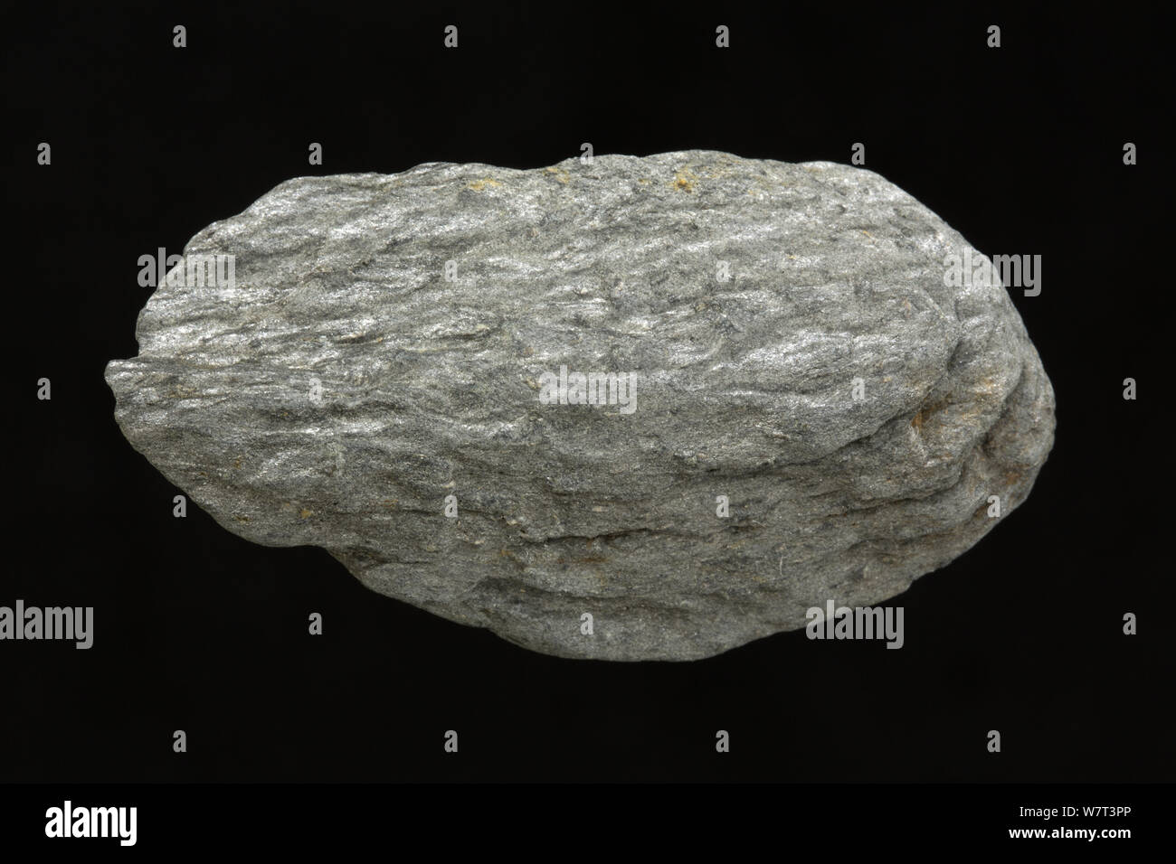 Mica Schist, a metamorphic rock containing mica crystals, Ketchikan ...