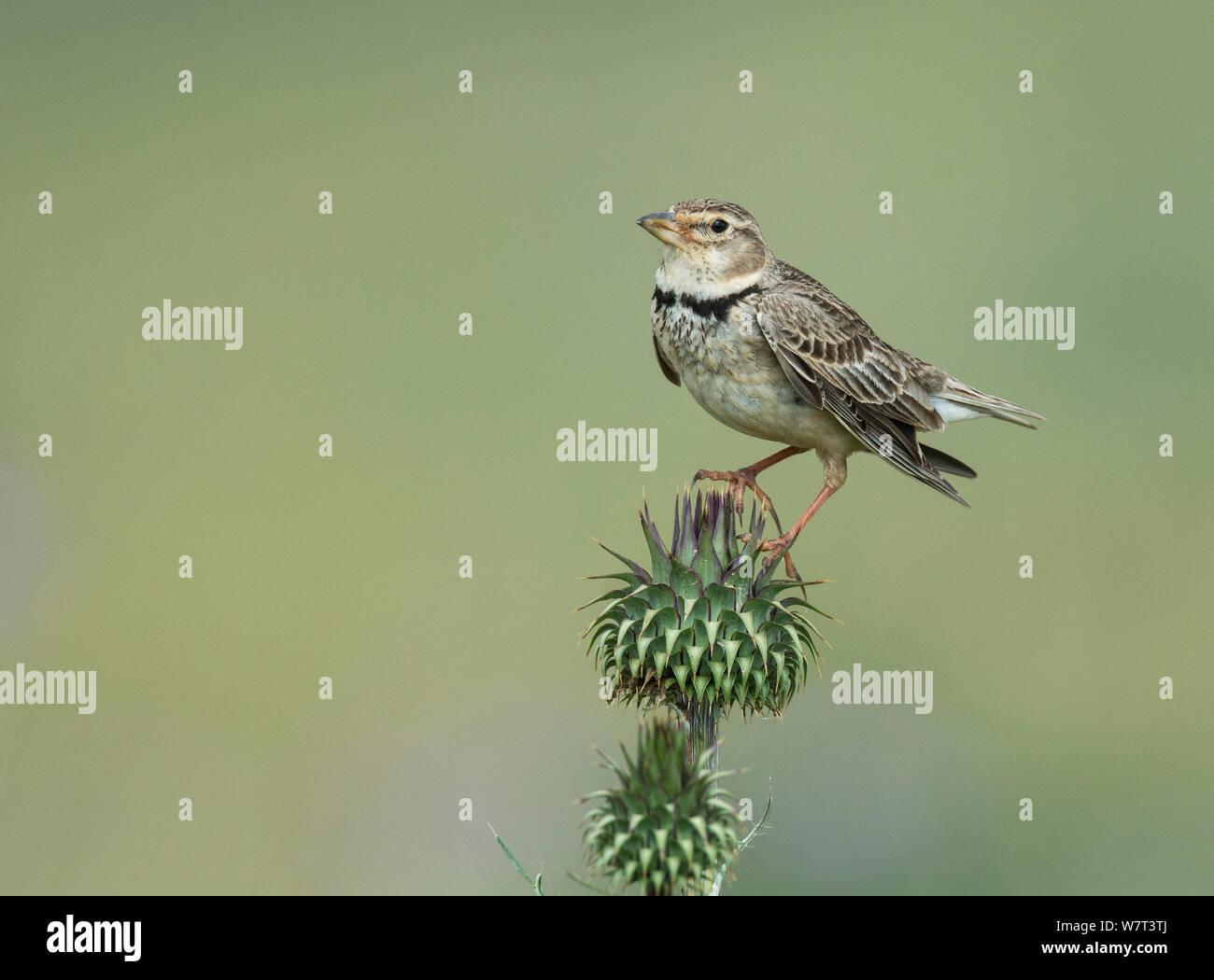 Calandra lark (Melanocorypha calandra) perched on a thistle, Castro ...