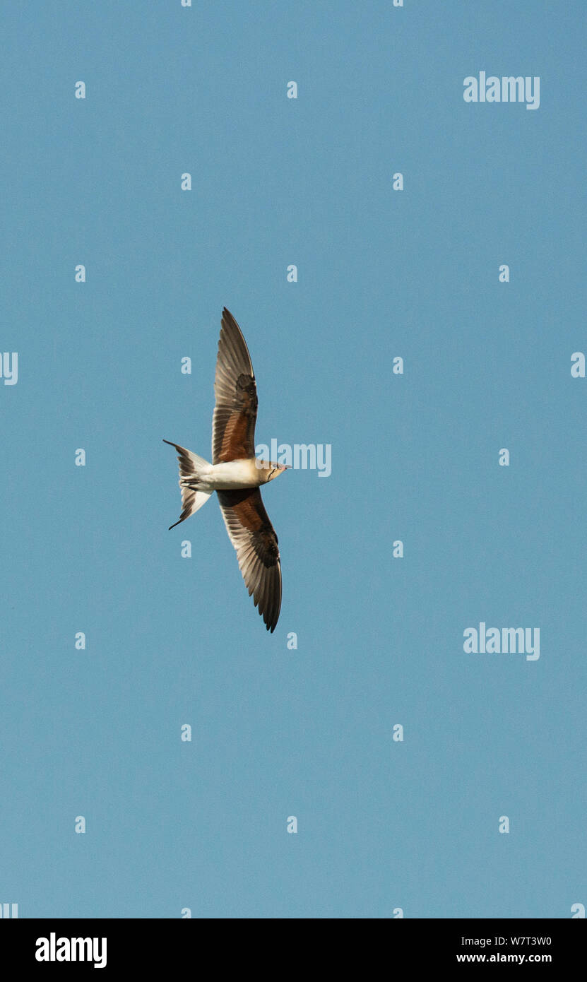 Pratincole flight hi-res stock photography and images - Alamy