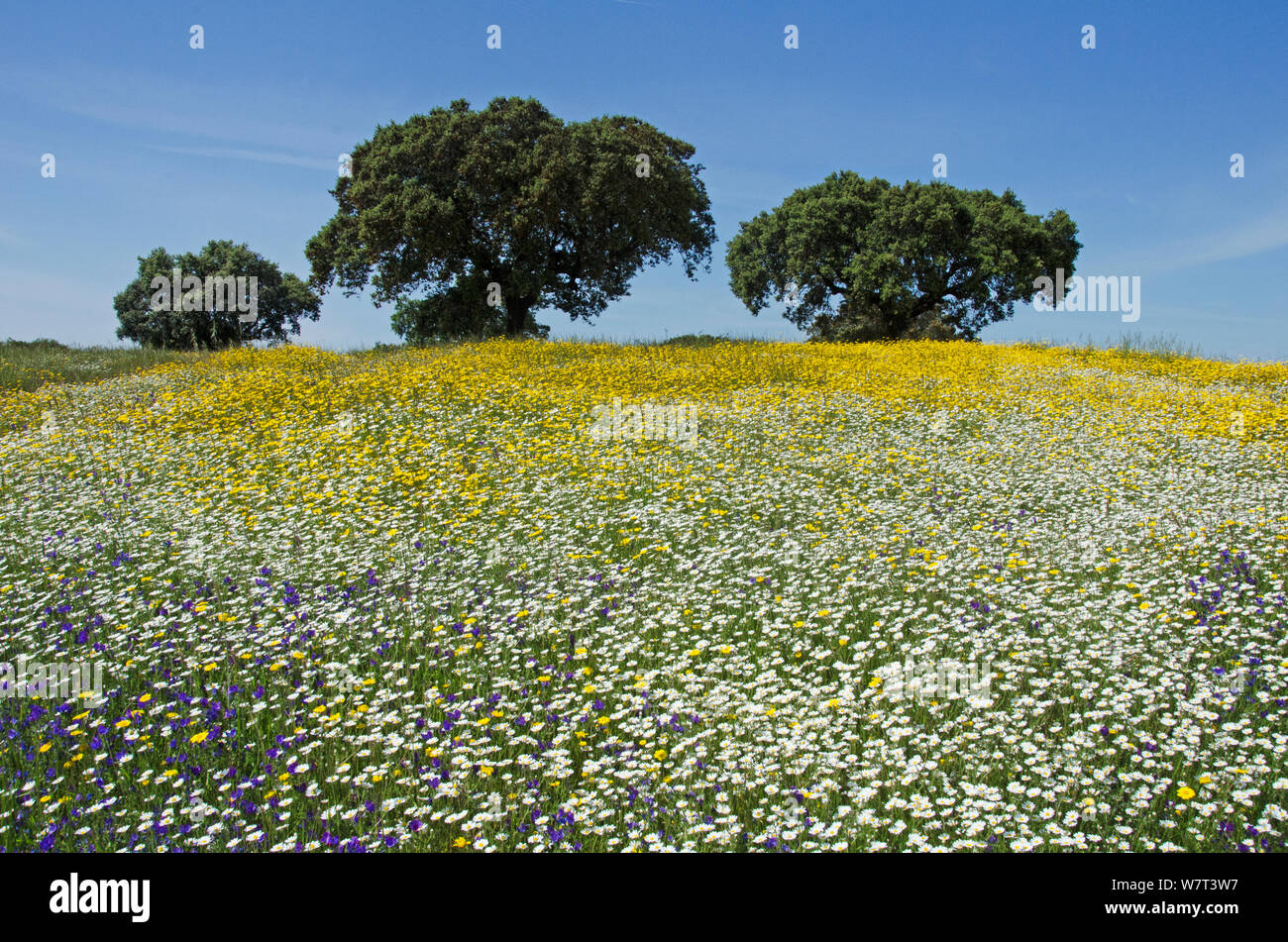 Cork tree flower hi-res stock photography and images - Alamy