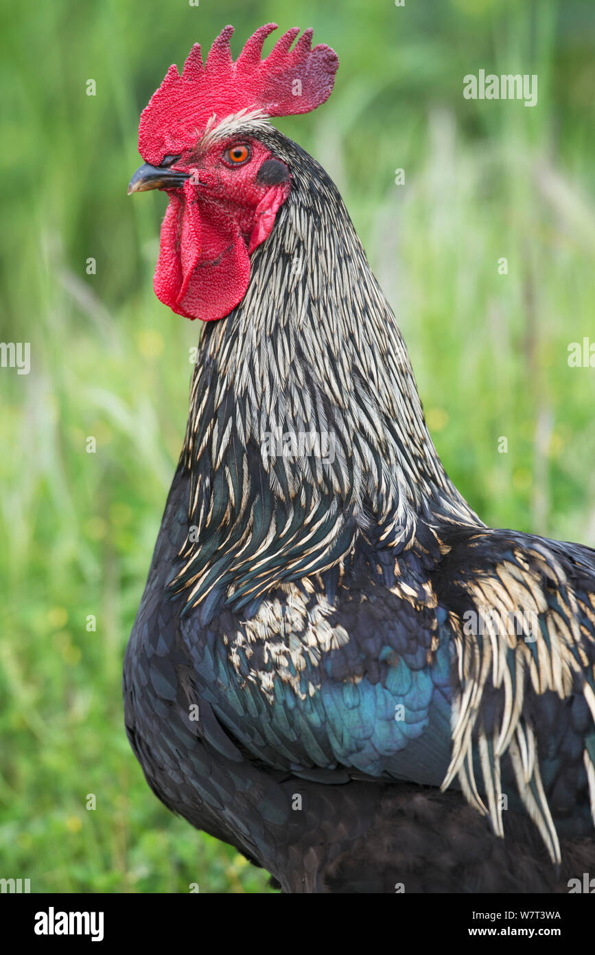Cockerel (Gallus gallus domesticus) in a flower meadow, Castro Verde ...