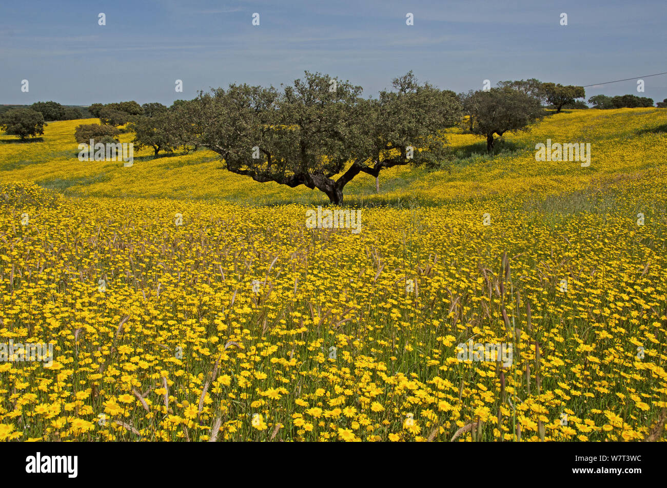 Quercus occidentalis hi-res stock photography and images - Alamy