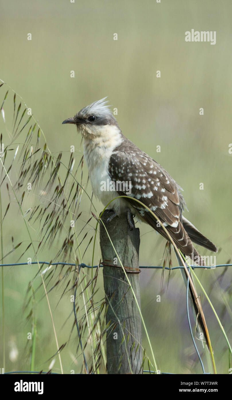 Great spotted cuckoo (Clamator glandarius) perched on a post, Castro ...