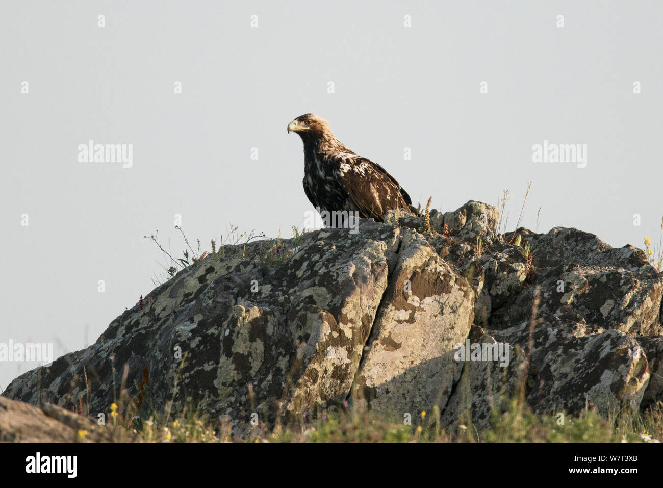 Spanish imperial eagle (Aquila adalberti) perched on a rock, Castro ...