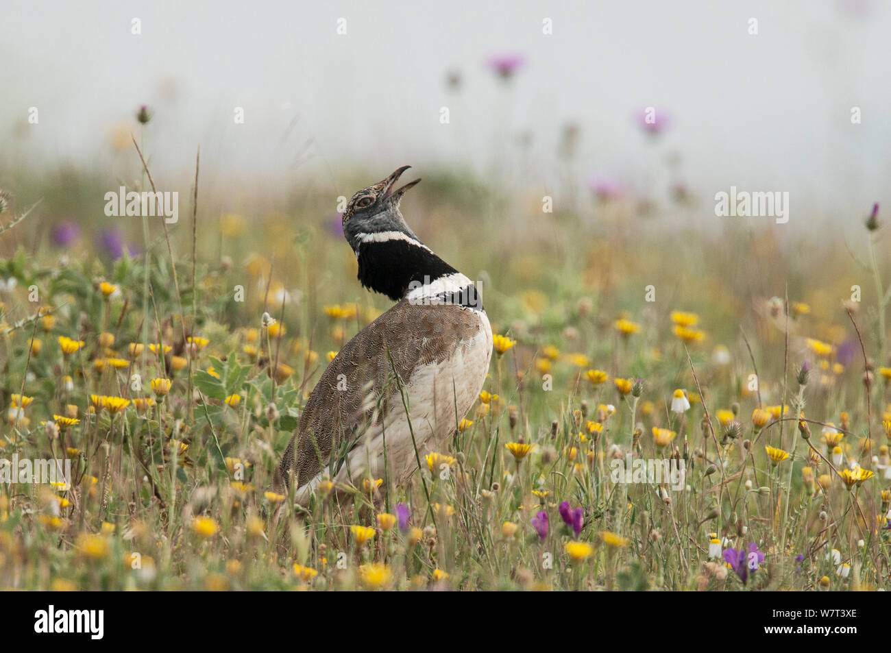 Little bustard lekking hi-res stock photography and images - Alamy