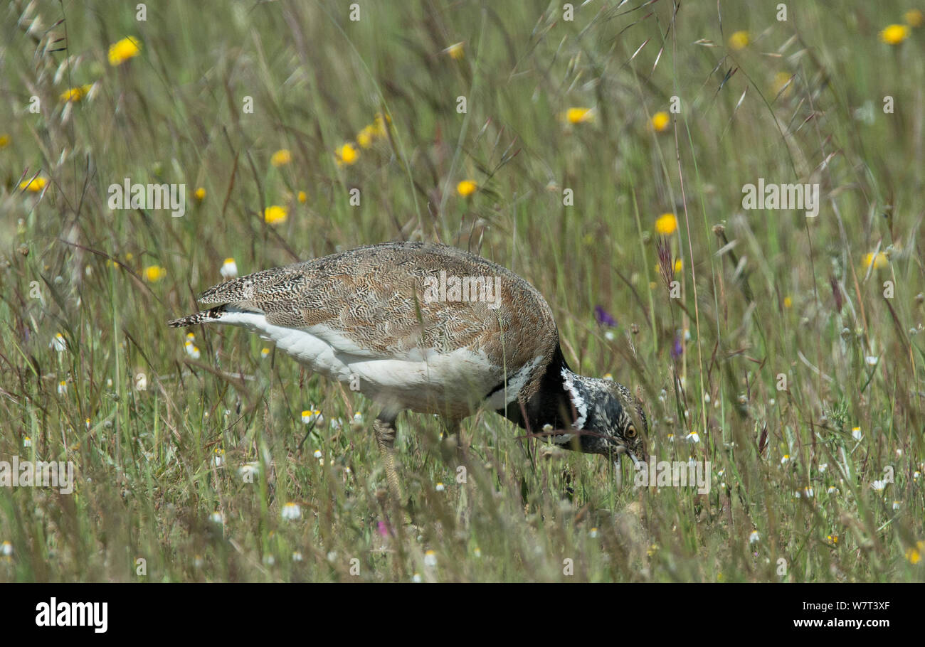 Portuguese insects hi-res stock photography and images - Alamy