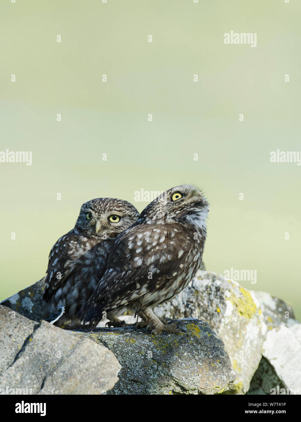 Pair of Little owls (Athene noctua) perched on a wall, with the male ...
