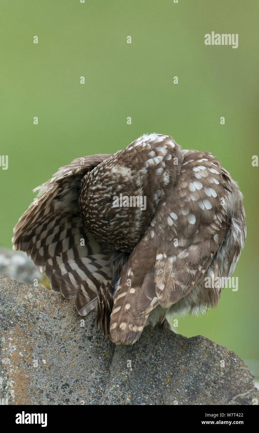 Little owl (Athene noctua) perched on a wall, preening, Castro Verde ...