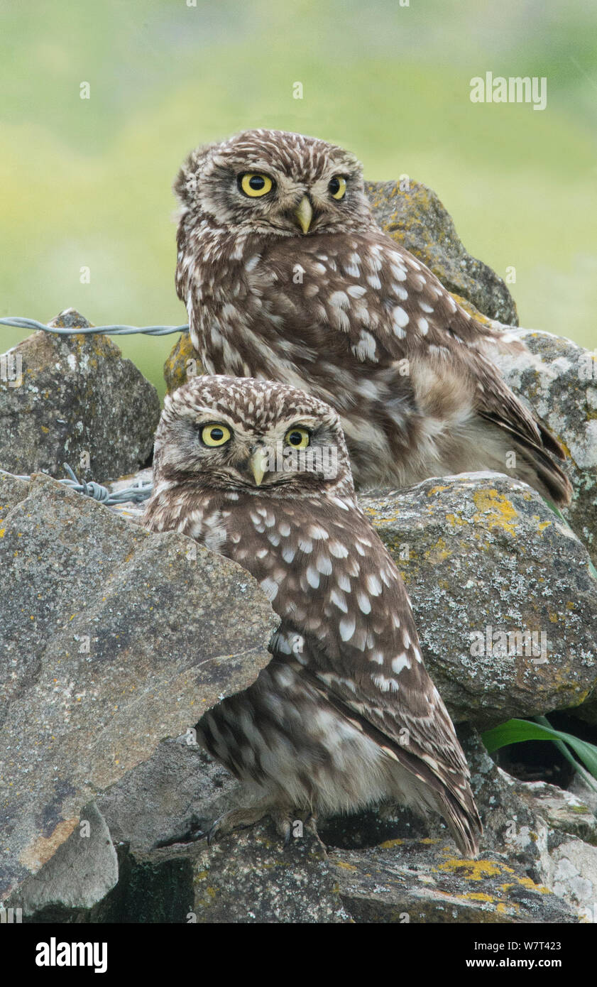 Pair of Little owls (Athene noctua) perched on a wall, Castro Verde ...
