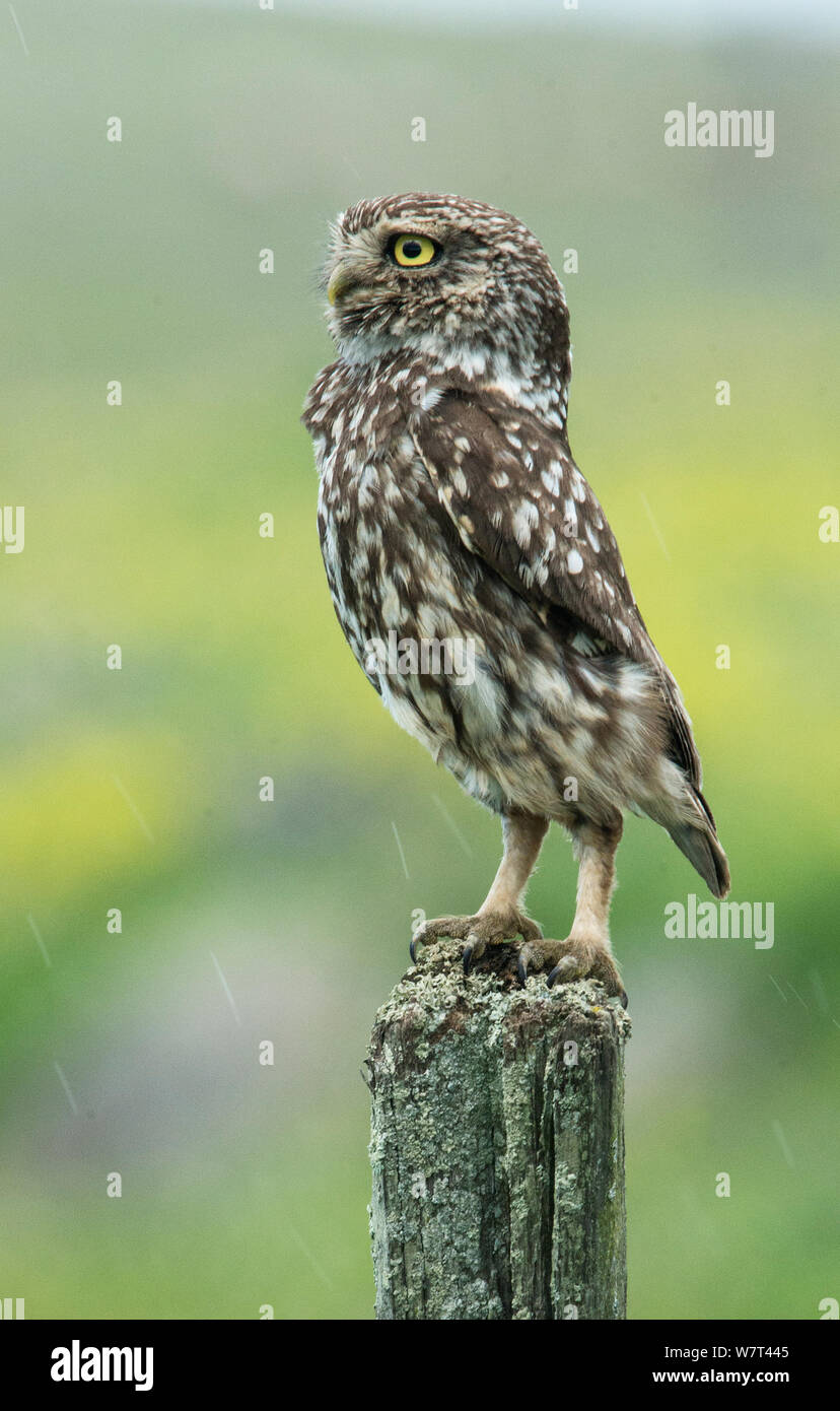 Tip toe hi-res stock photography and images - Alamy