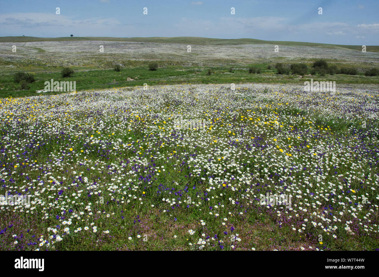 Plain plains steppe hi-res stock photography and images - Alamy