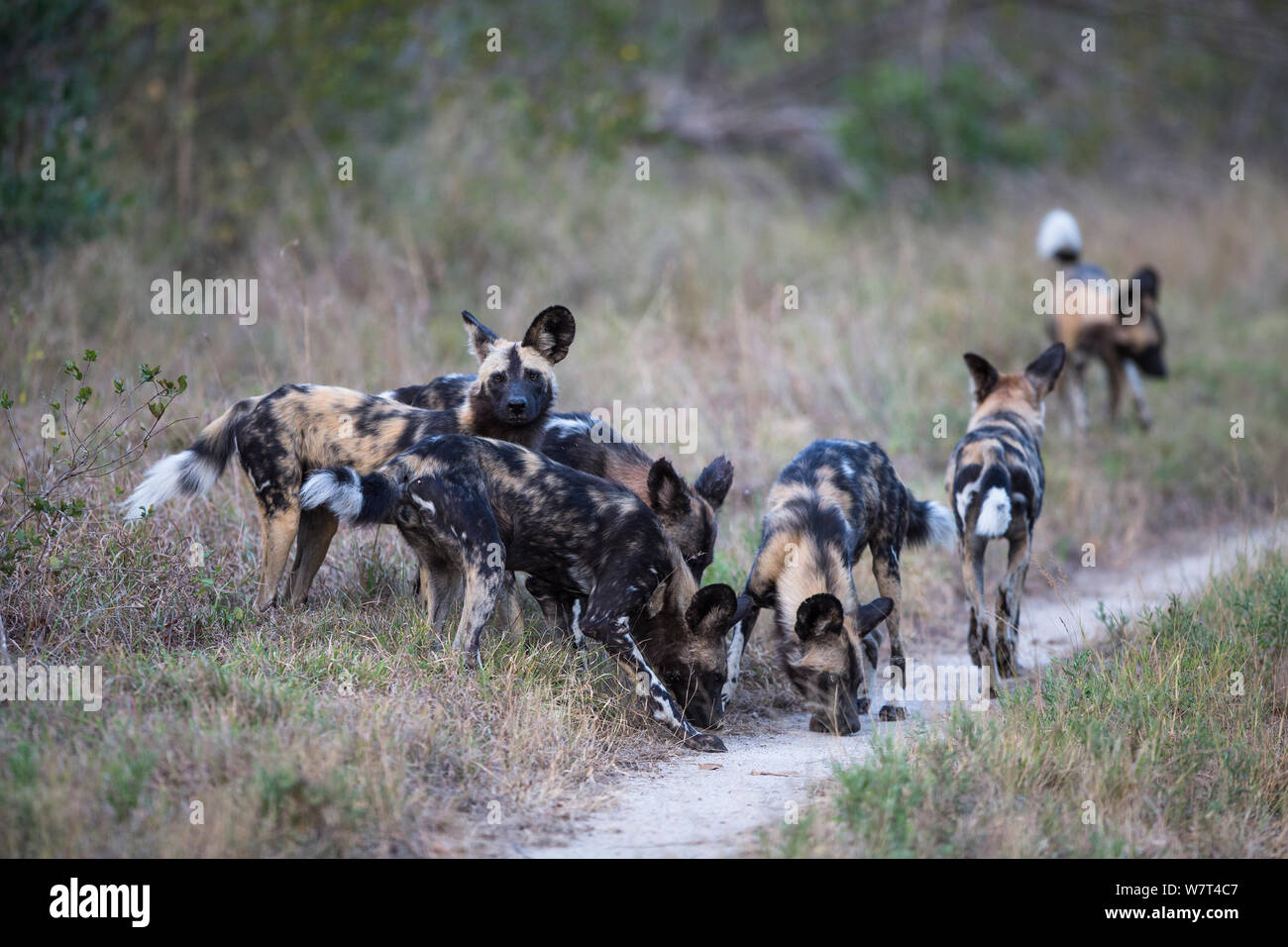Scent trails hi-res stock photography and images - Alamy