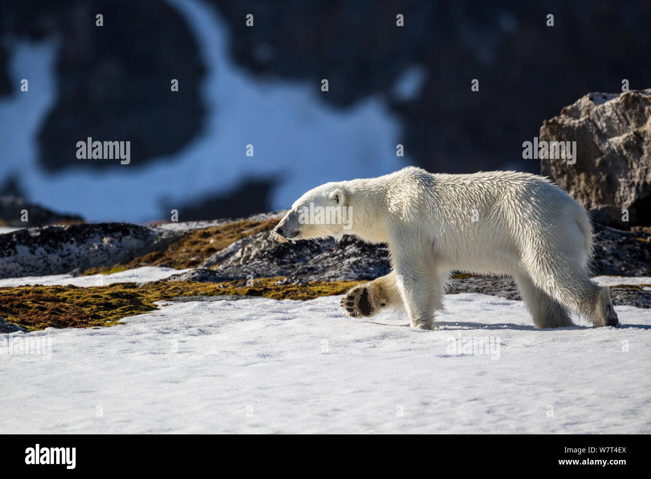 Polar bear (Ursus maritimus), Svalbard Norway, June Stock Photo - Alamy