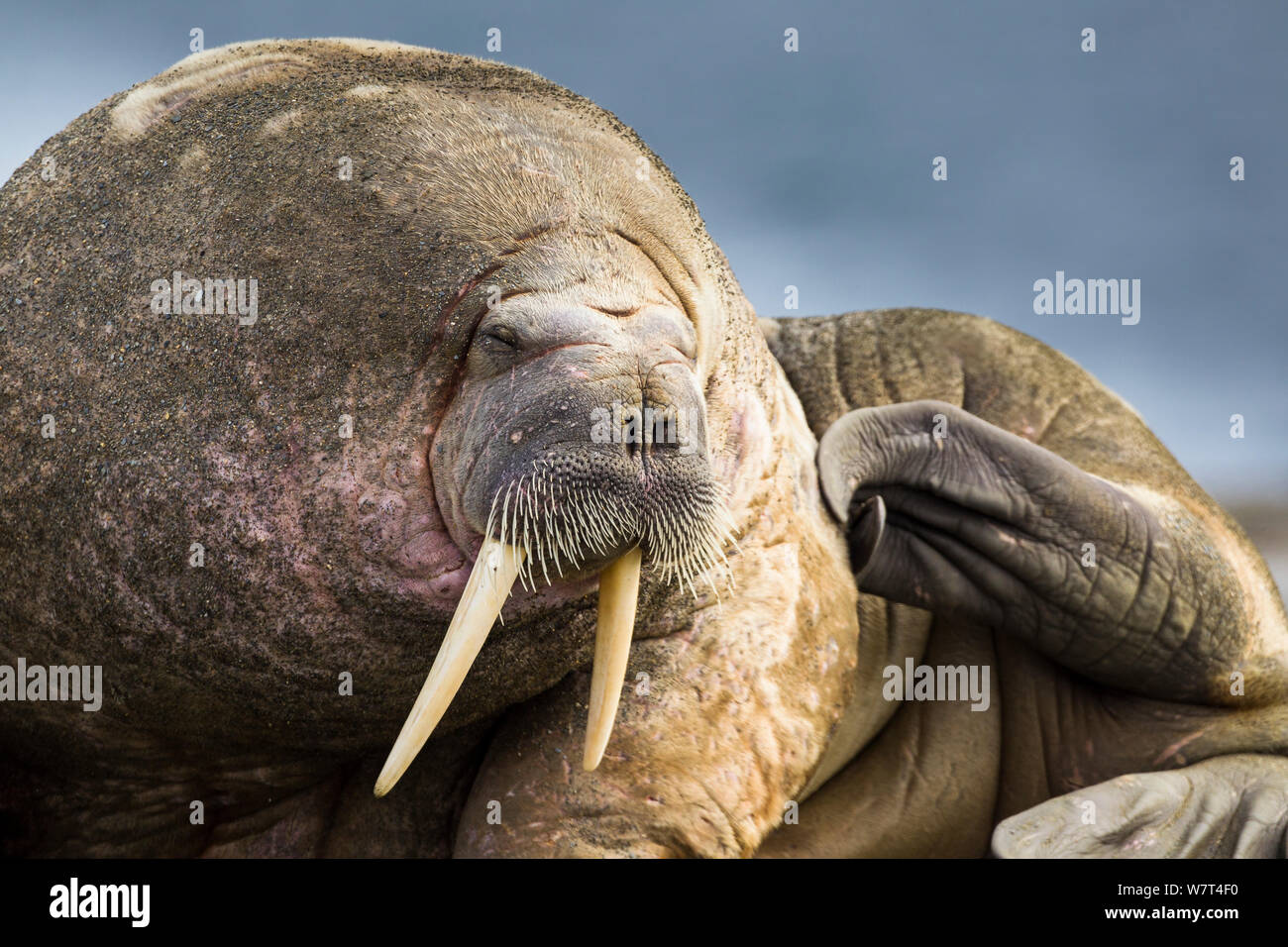 Odobenus rosmanus hi-res stock photography and images - Alamy