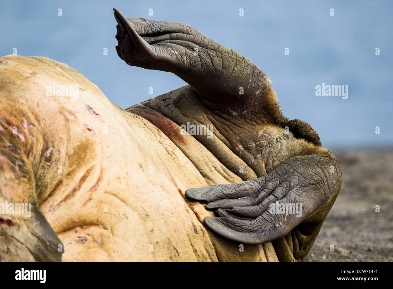 Walrus flipper hi-res stock photography and images - Alamy