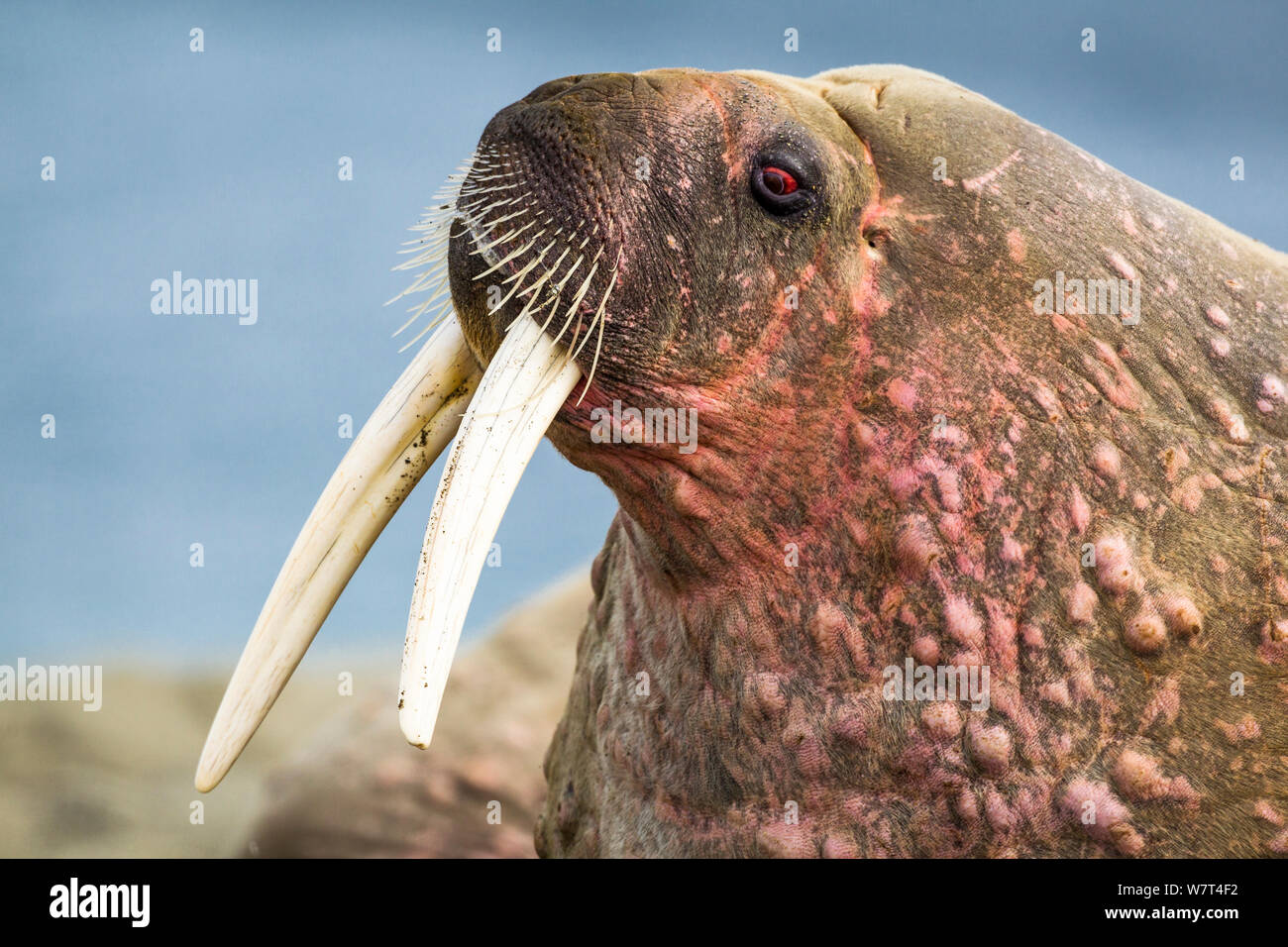 Odobenus rosmanus hi-res stock photography and images - Alamy