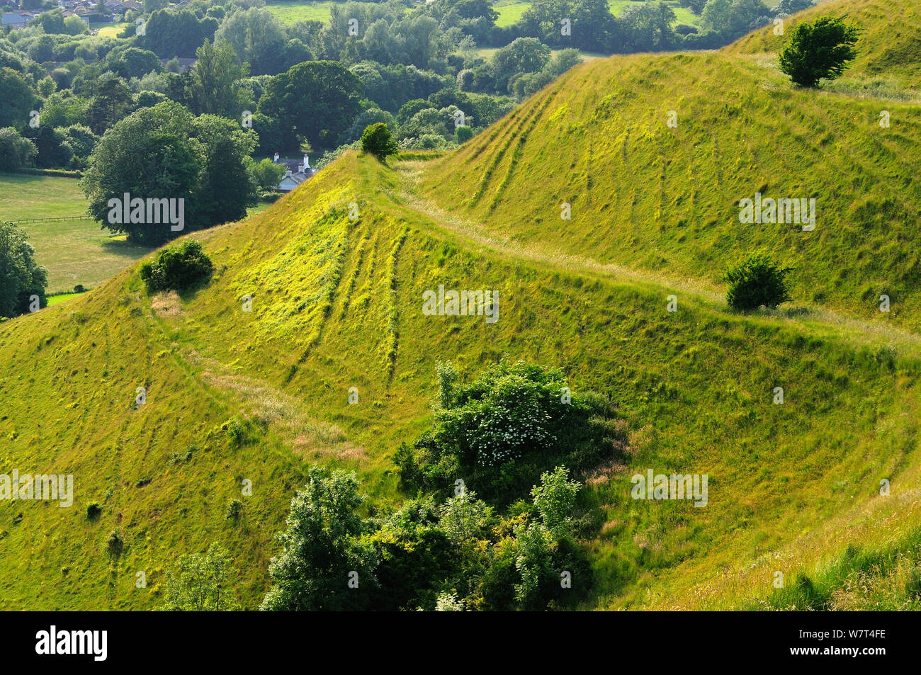 Ramparts on west end of Hambledon Hill prehistoric hill fort, Dorset ...