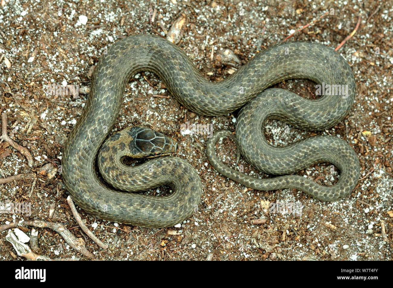 Wildlife wardens hi-res stock photography and images - Alamy