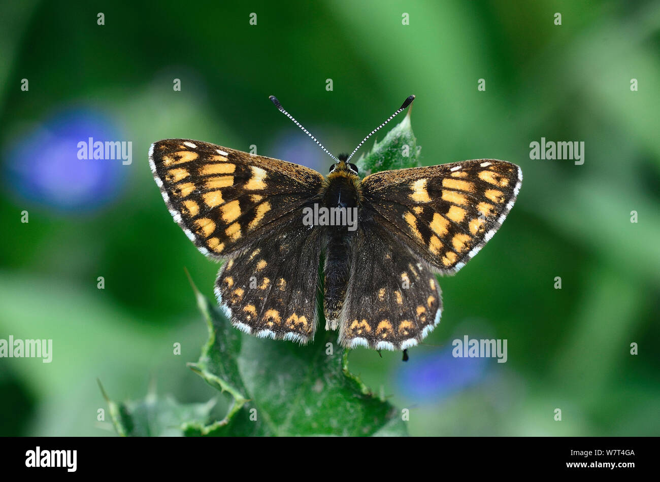 Nemeobius lucina hi-res stock photography and images - Alamy