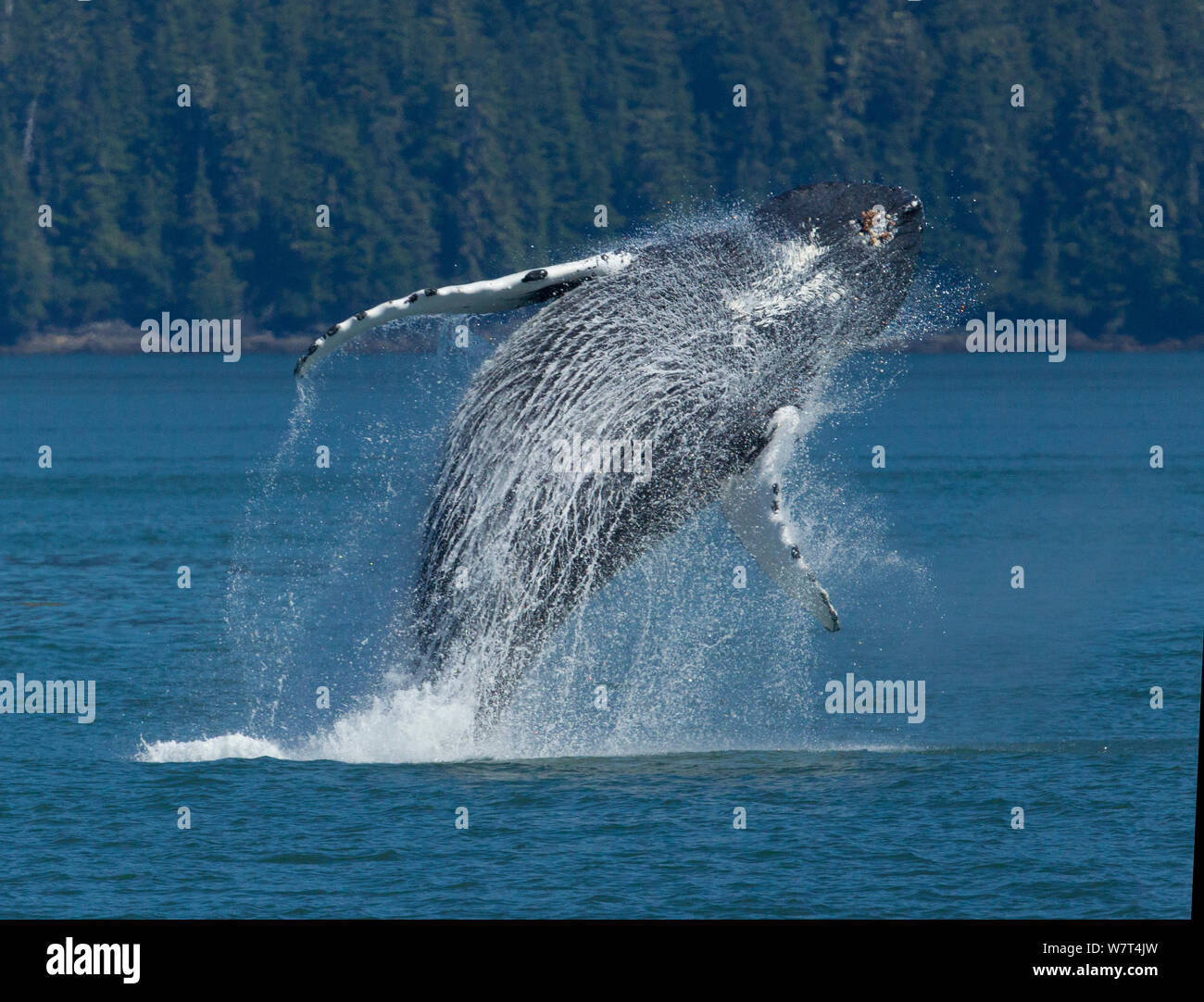 Barnacles alaska hi-res stock photography and images - Alamy