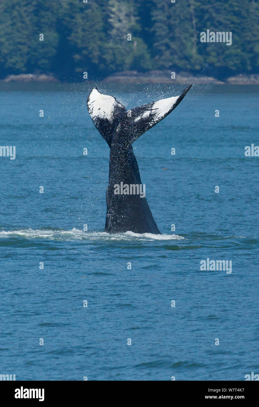 Humpback Whale (Megaptera novaeangliae) doing a peduncle throw, the ...
