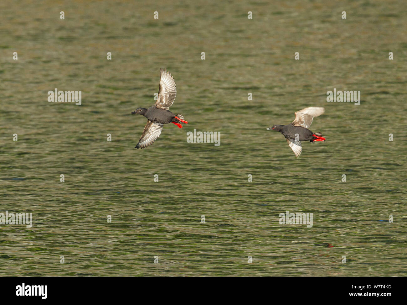 Pigeon Guillemot (Cepphus columba) aerial chase in Frederick Sound ...