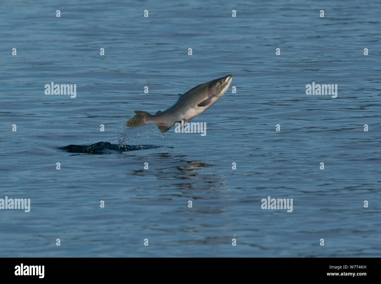 Pink Salmon jumping (Oncorhynchus gorbuscha), Alaska, August Stock ...