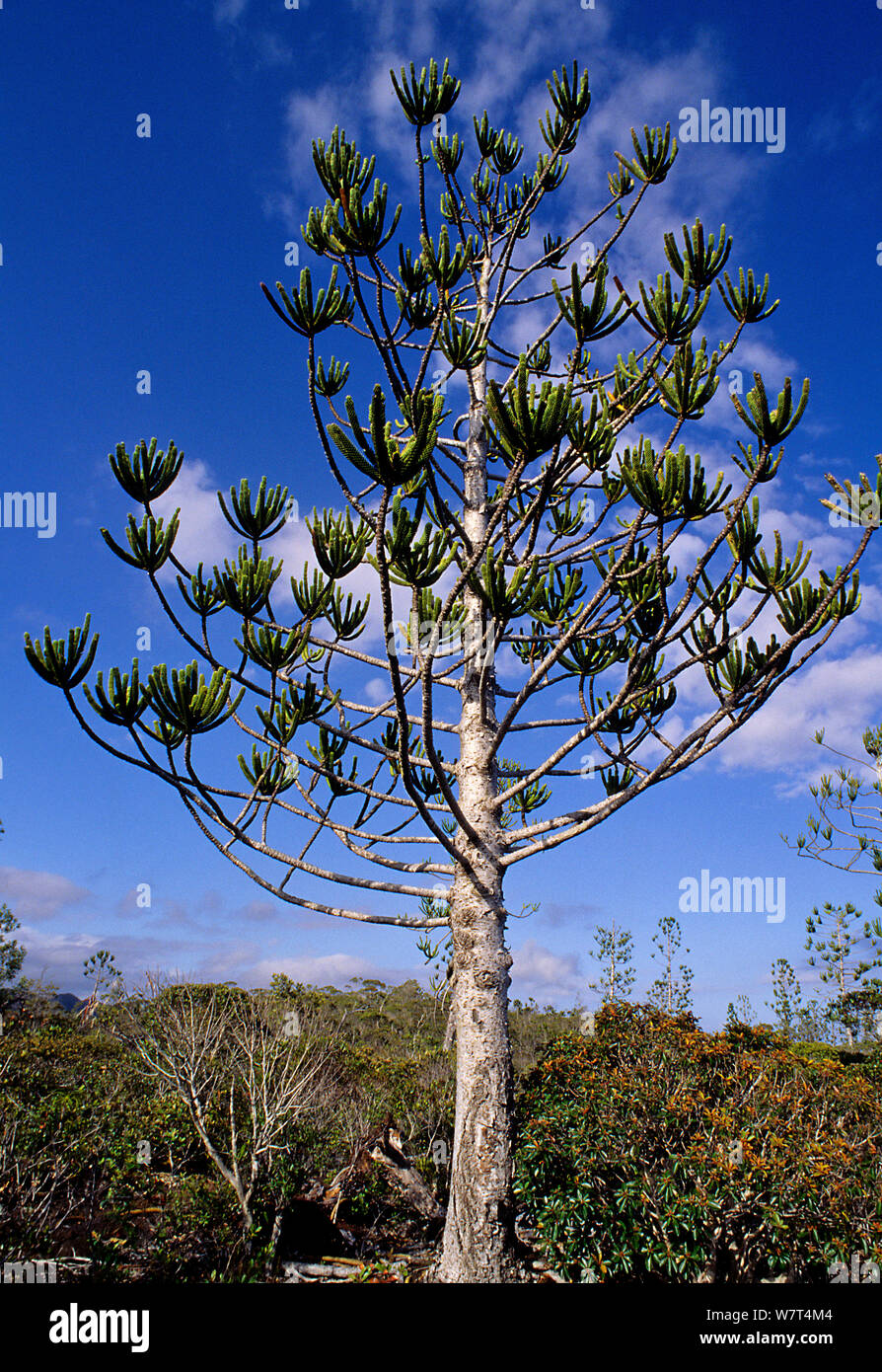 Araucaria rulei hi-res stock photography and images - Alamy