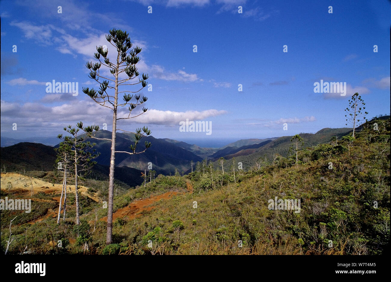 Rule araucaria trees (Araucaria rulei), New Caledonia, endemic and ...