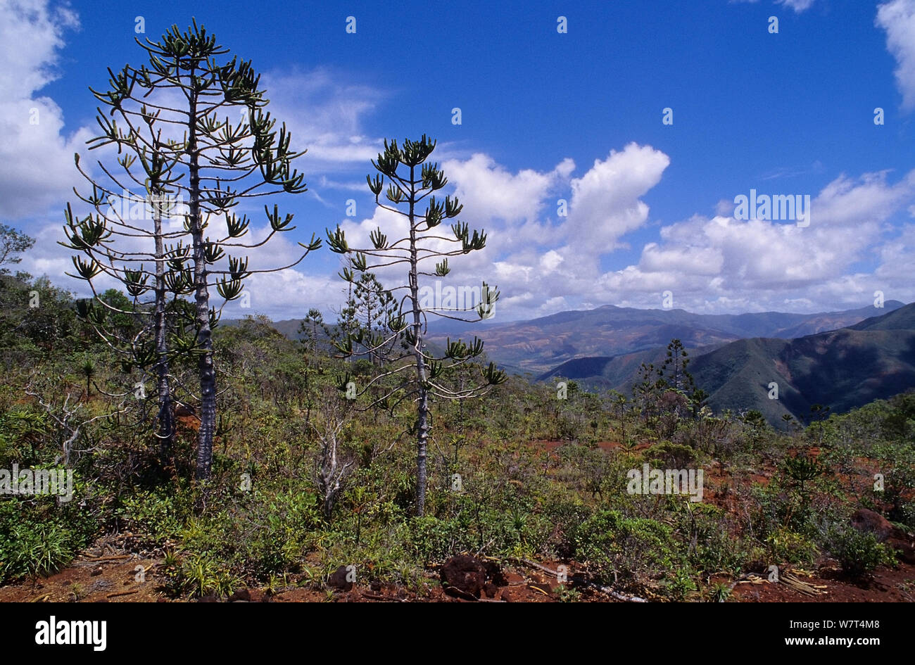 Rule araucaria trees (Araucaria rulei), New Caledonia, endemic and ...