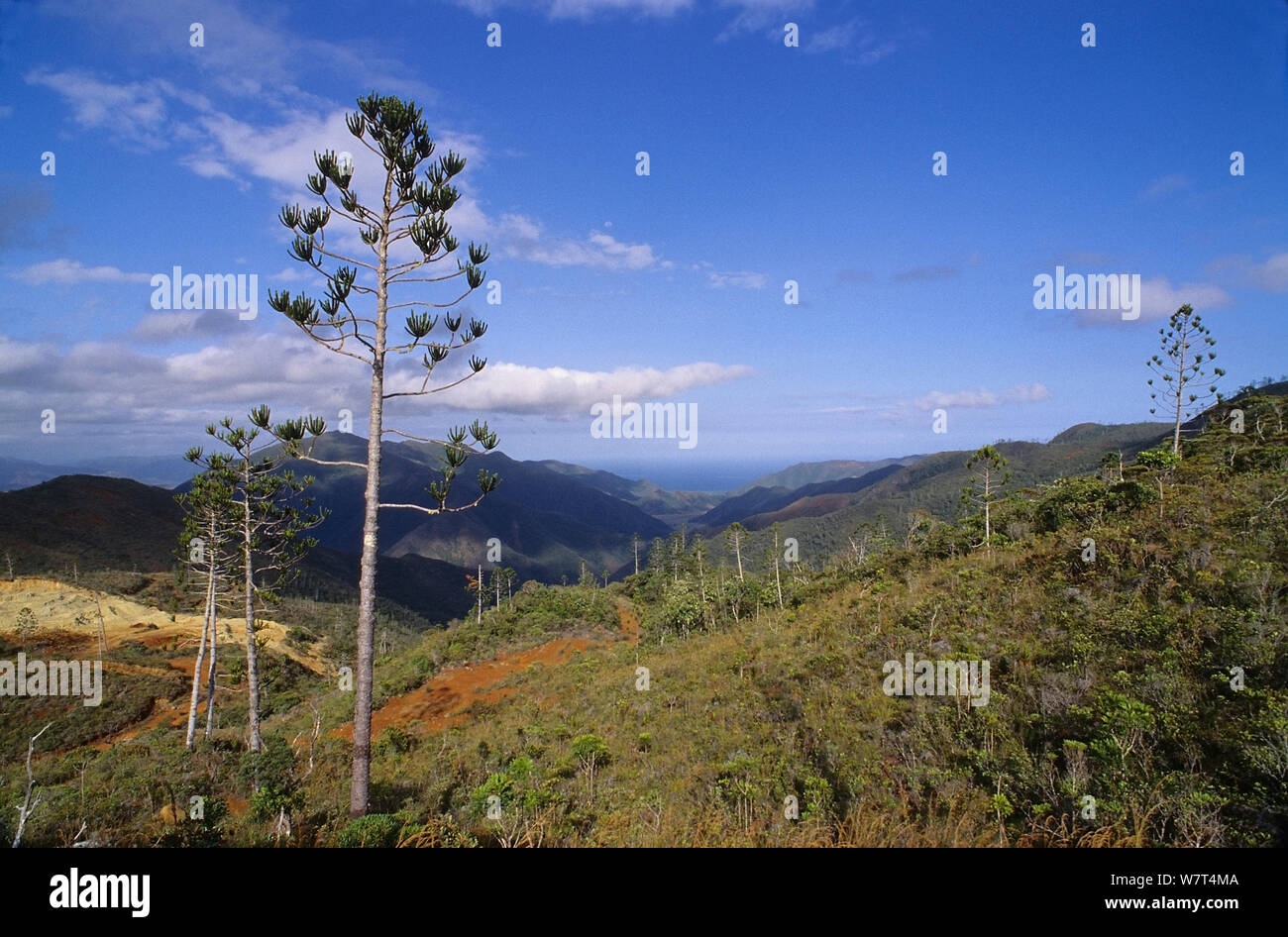 Araucaria rulei hi-res stock photography and images - Alamy