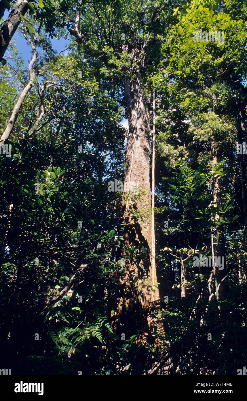 Montrouziera hi-res stock photography and images - Alamy