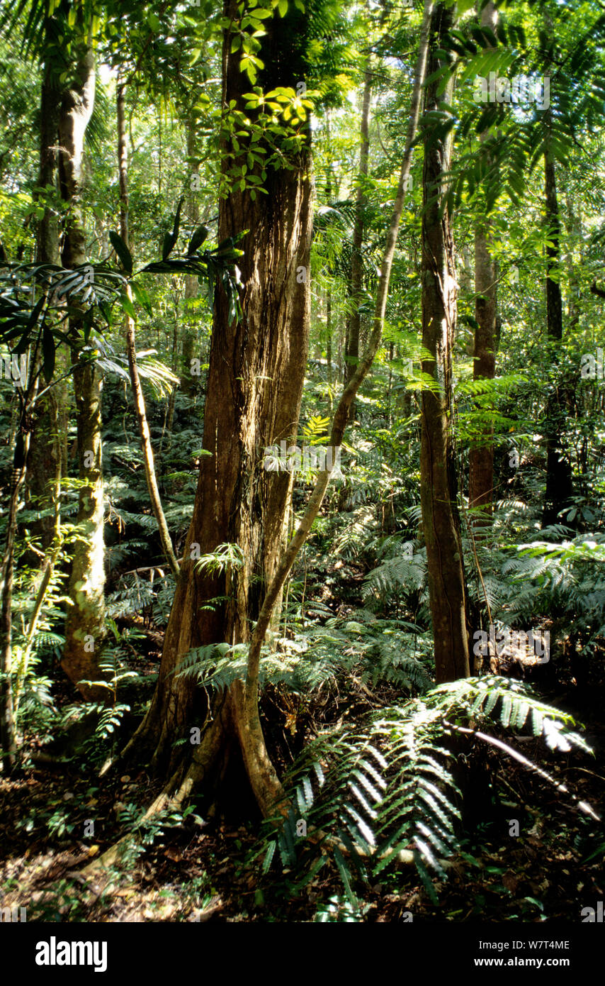 Primary forest, New Caledonia Stock Photo - Alamy