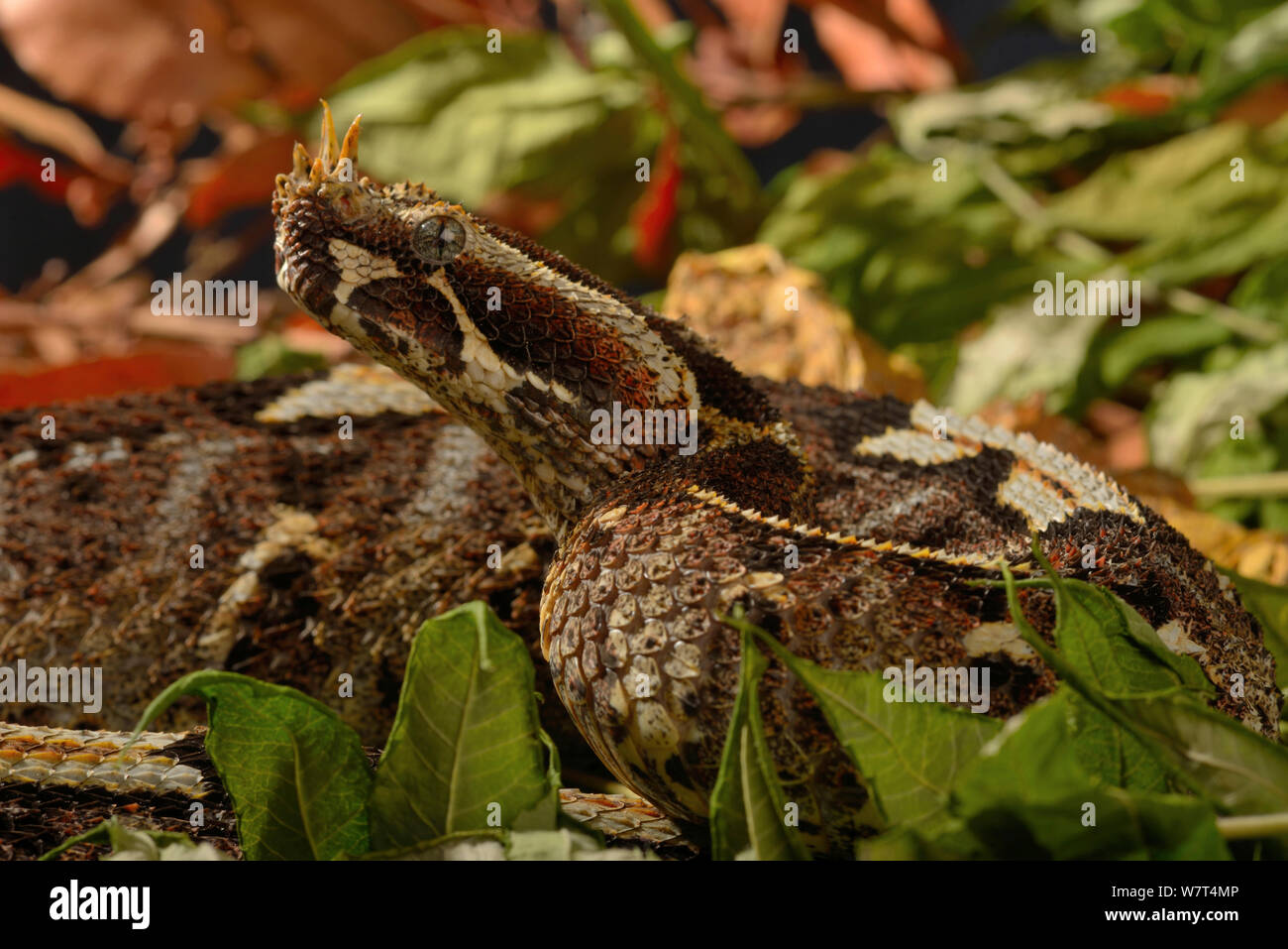 Rhinoceros viper (bitis nasicornis) hi-res stock photography and images ...