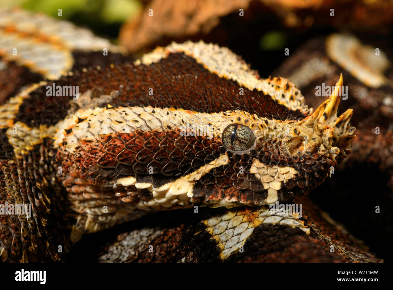 Rhinoceros viper (Bitis nasicornis), from Central Africa, captive, July ...