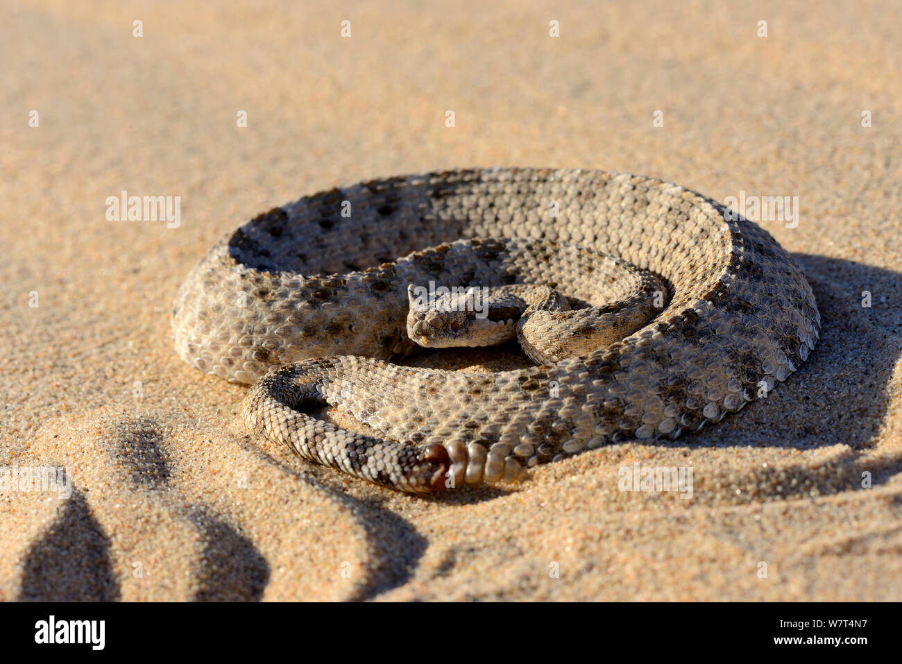 Crotalus cerastes hi-res stock photography and images - Alamy