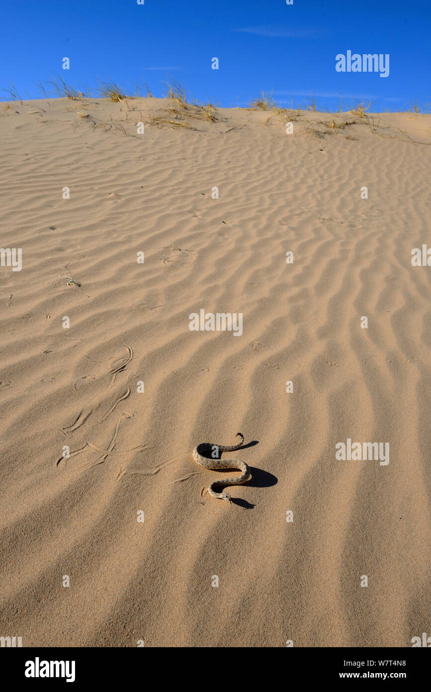Sidewinder snake sand hi-res stock photography and images - Alamy
