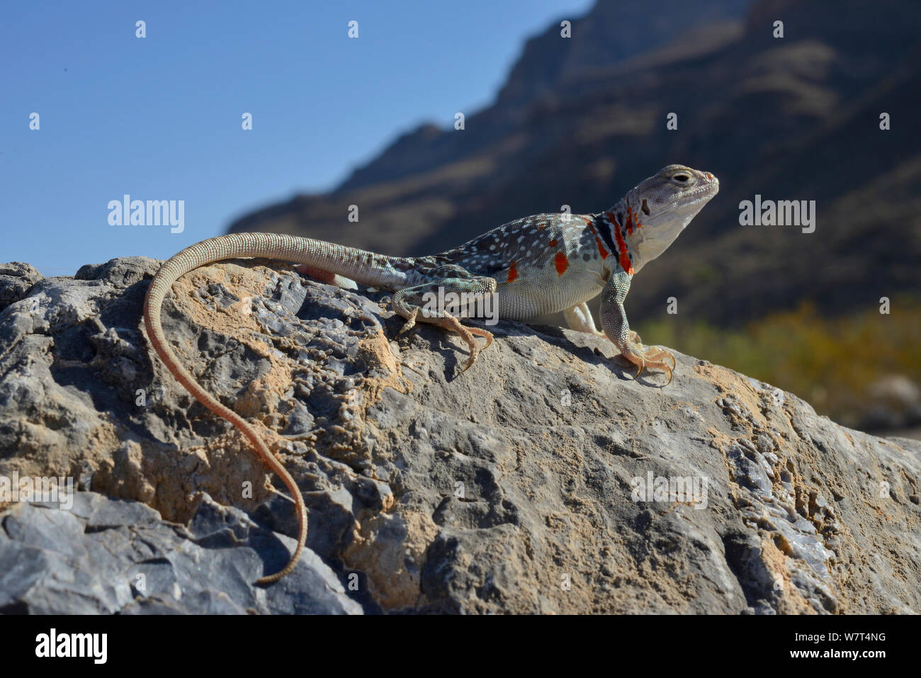 Pregnant female Collared Lizard (Crotaphytus collaris), Arizona, May ...