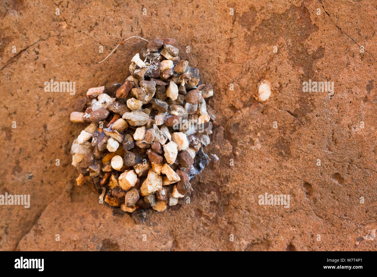 Potter or mason wasp nest (Delta emarginatum), Kunene region, Namibia ...