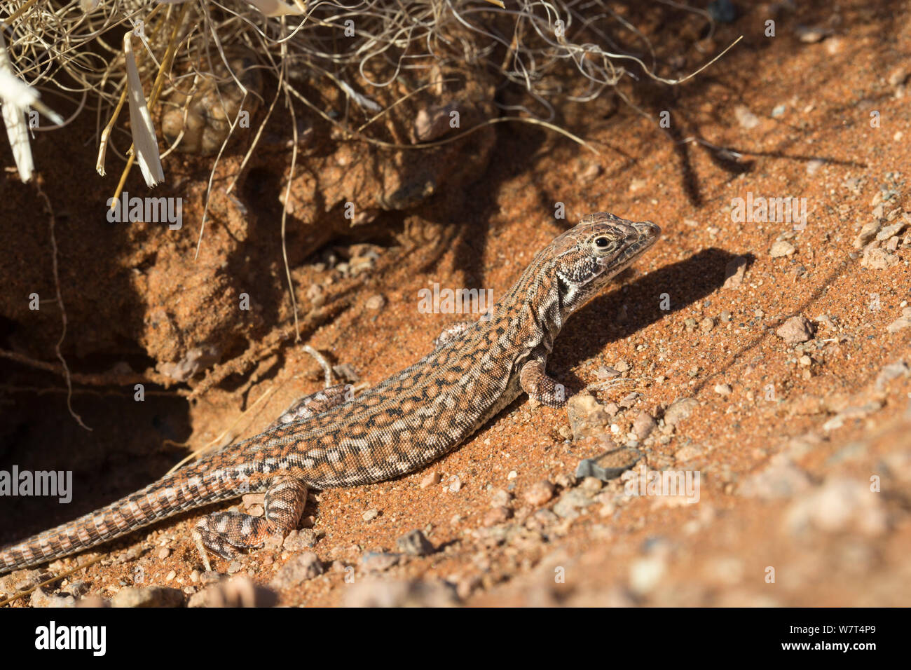 Wedge-snouted desert lizard (Meroles cuneirostris), Namib Desert ...