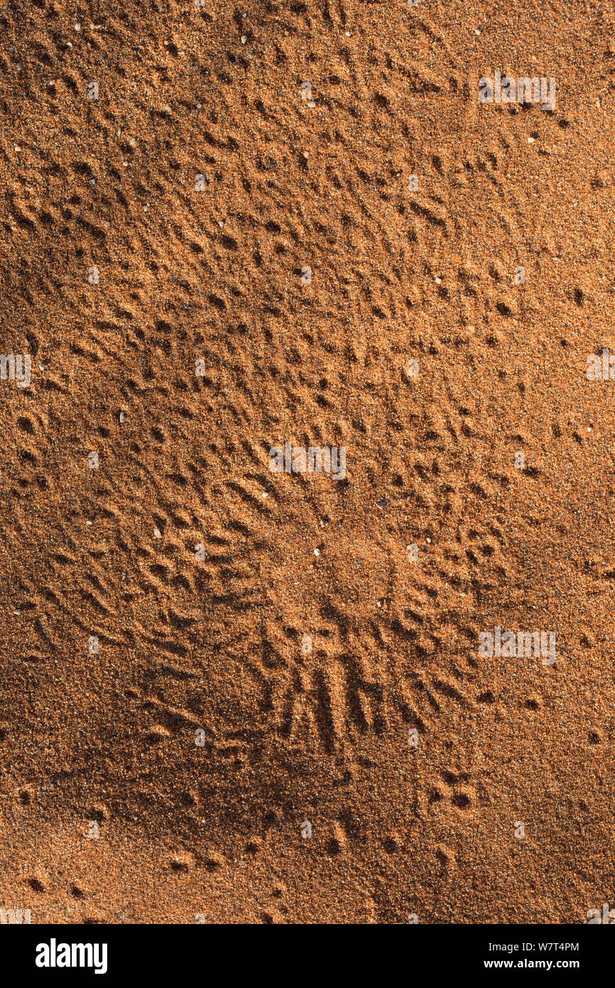 Burrow of Dancing white lady spider (Leucorchestris arenicola), Namib ...